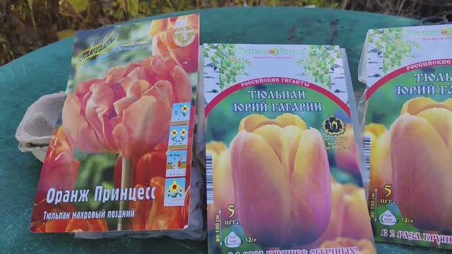 Новый способ посадки тюльпанов осенью #тюльпаны #посадкатюльпанов #луковичныевсаду #цветы #растения