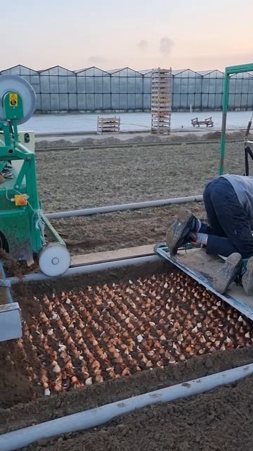 Посадка тюльпанов в Голландии #shorts