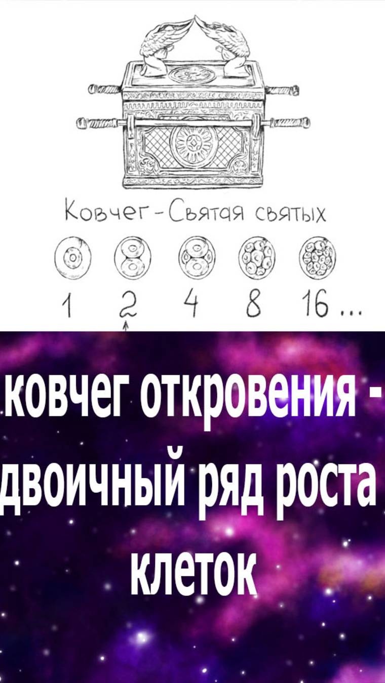 Тайна Библии: ковчег откровения - двоичный ряд роста клеток и эмбрионов #библия#эзотерика#мистика#