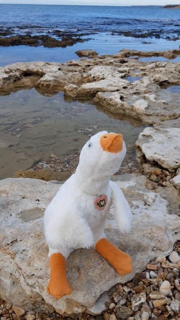 Каменный крымский пляж и Густрав