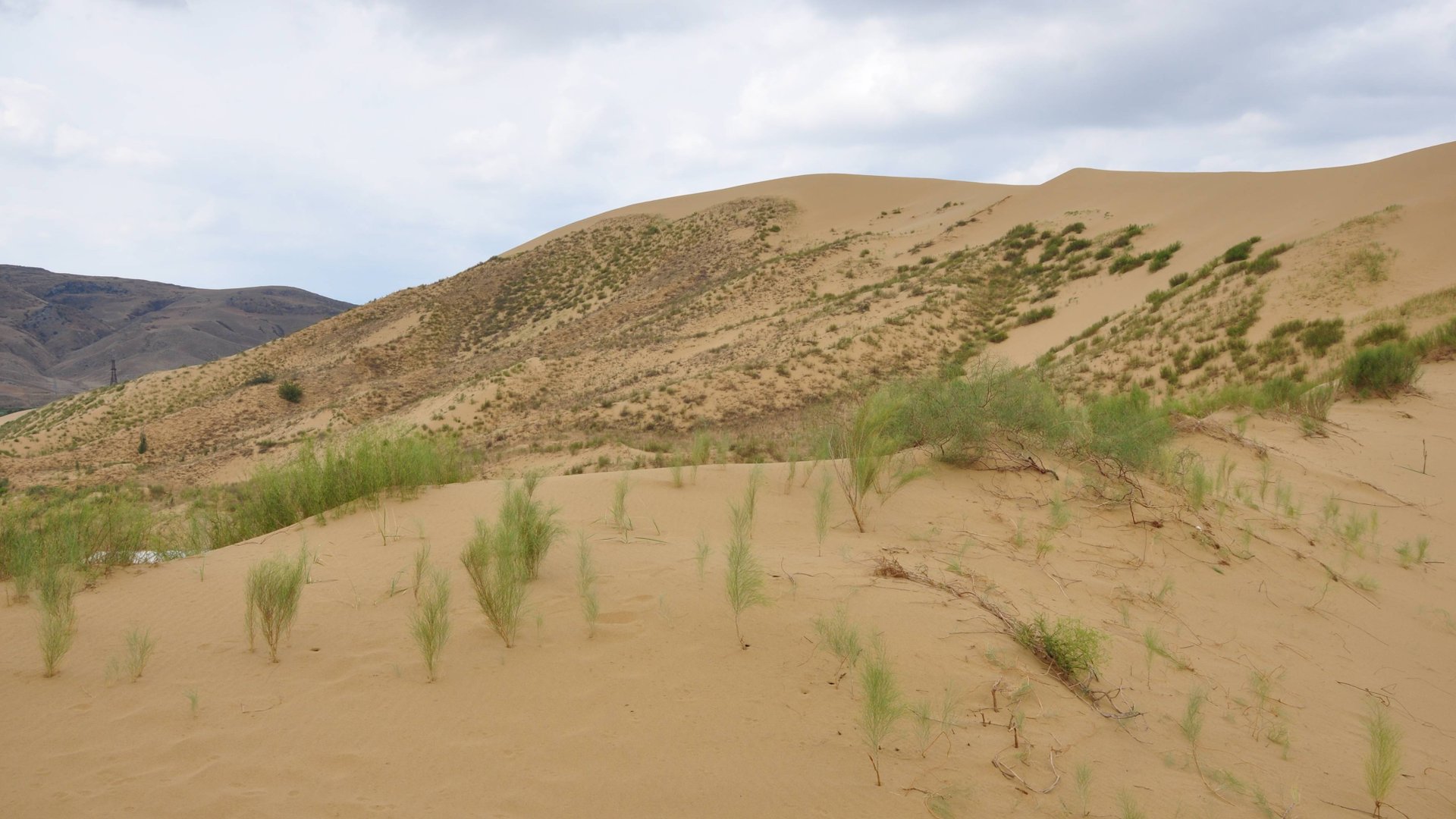 Бархан Сарыкум