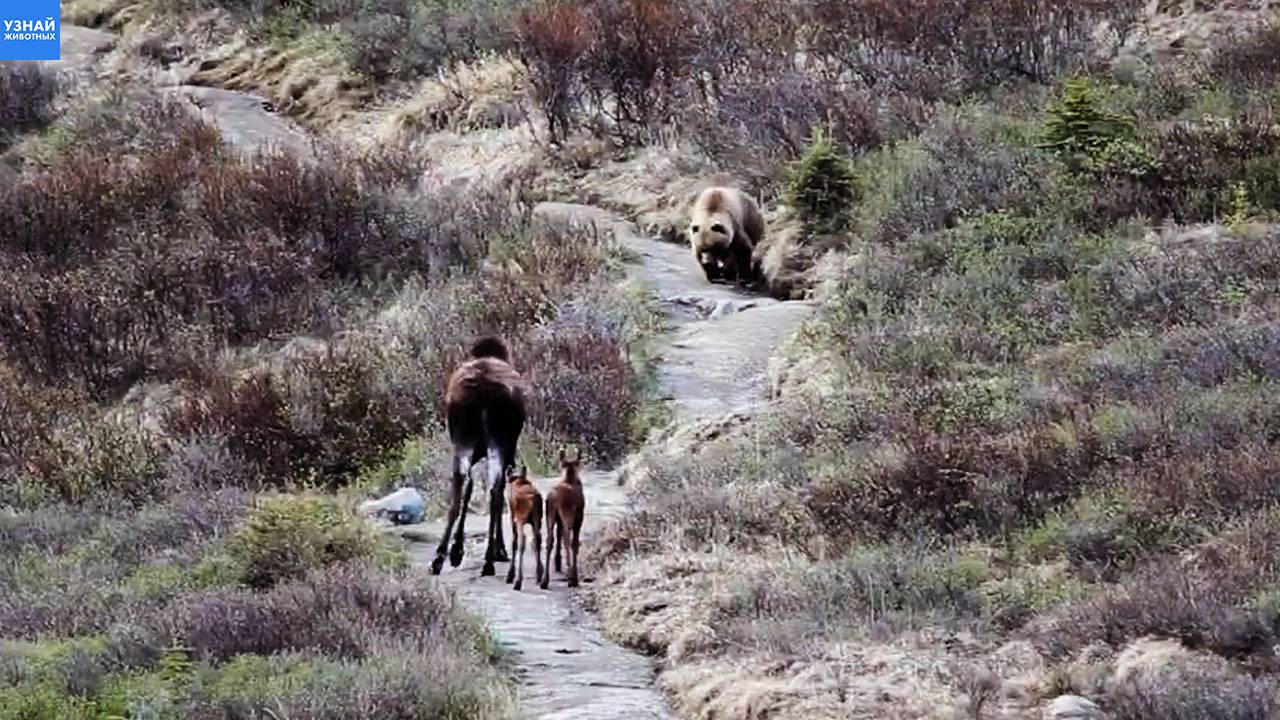 Лосиха защищает своих лосят от огромного бурого медведя