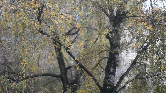 Осень. 14 октября 2025. Без звука 35681024915