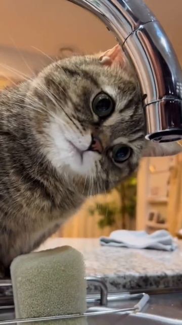 Неуловимые 🥰😁