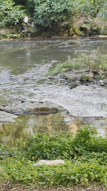 Потрясающий лес в Гаване, Куба