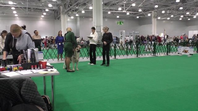 Моншер Вирсаль Исландия