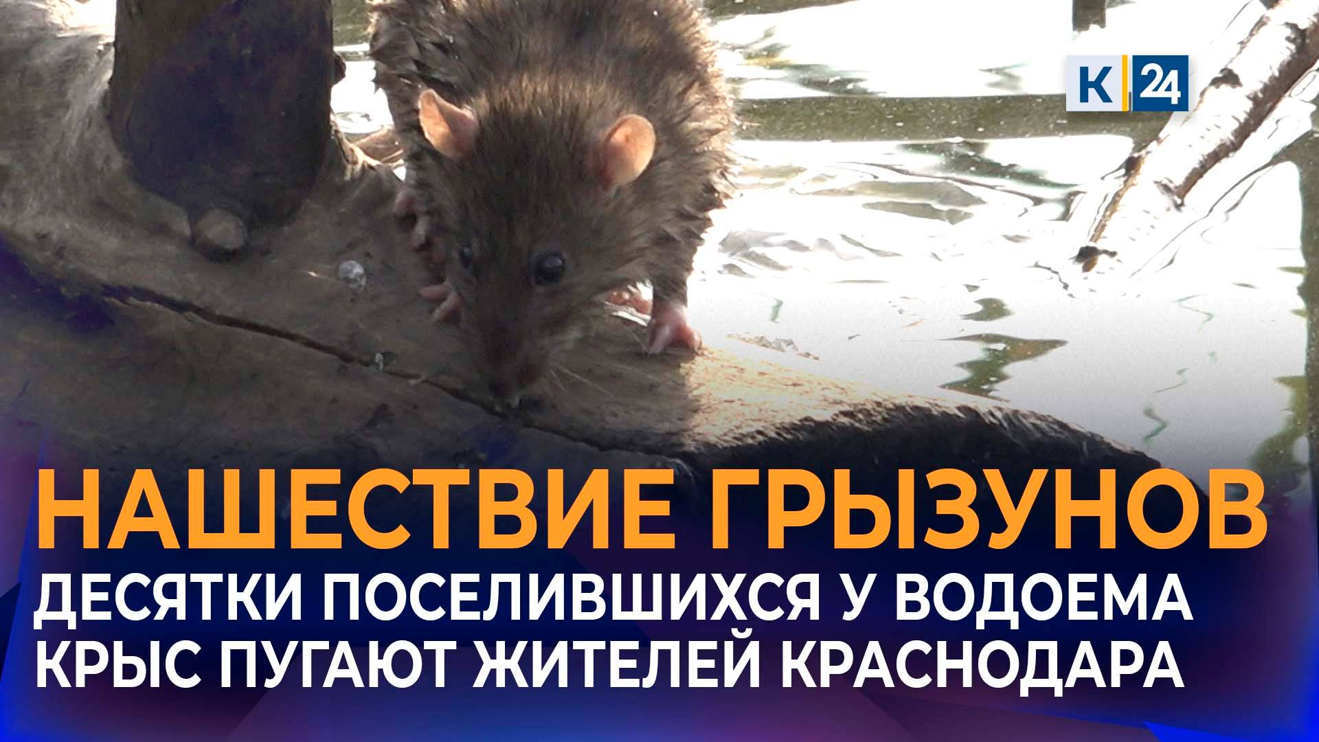 На нашествие крыс пожаловались жители Восточно-Кругликовского района Краснодара
