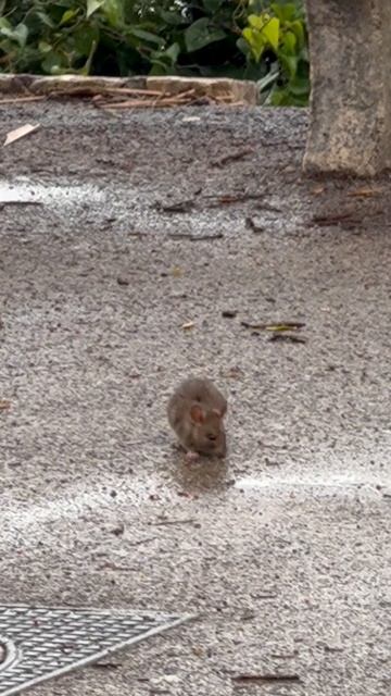 Крысы: французы находят их милыми, но не их хвост!  🐀