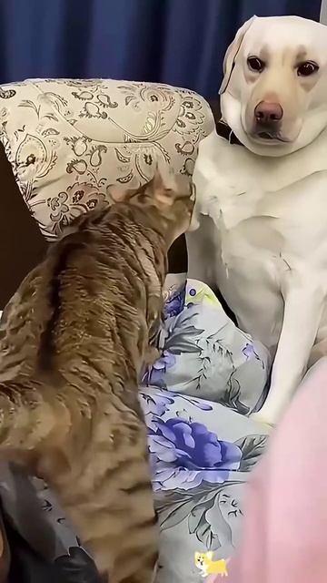 Кот против собаки.