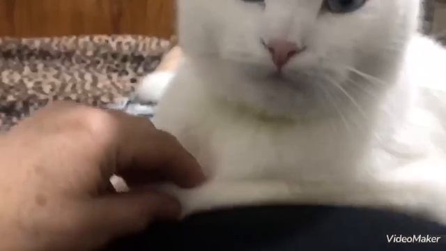 Мой любимый Мальчик