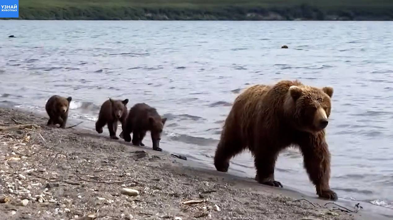 Бурая медведица привела медвежат к озеру ловить рыбу
