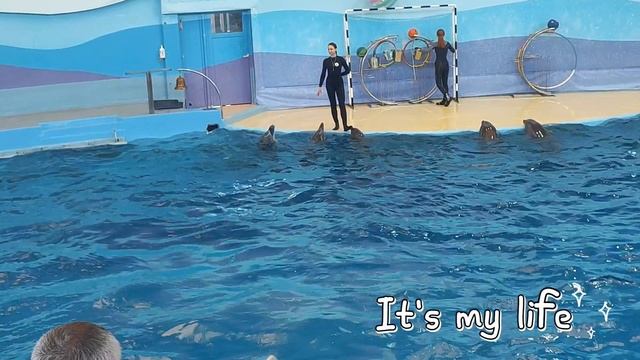 Шоу дельфинов , Ривьера , дельфинарий, Сочи