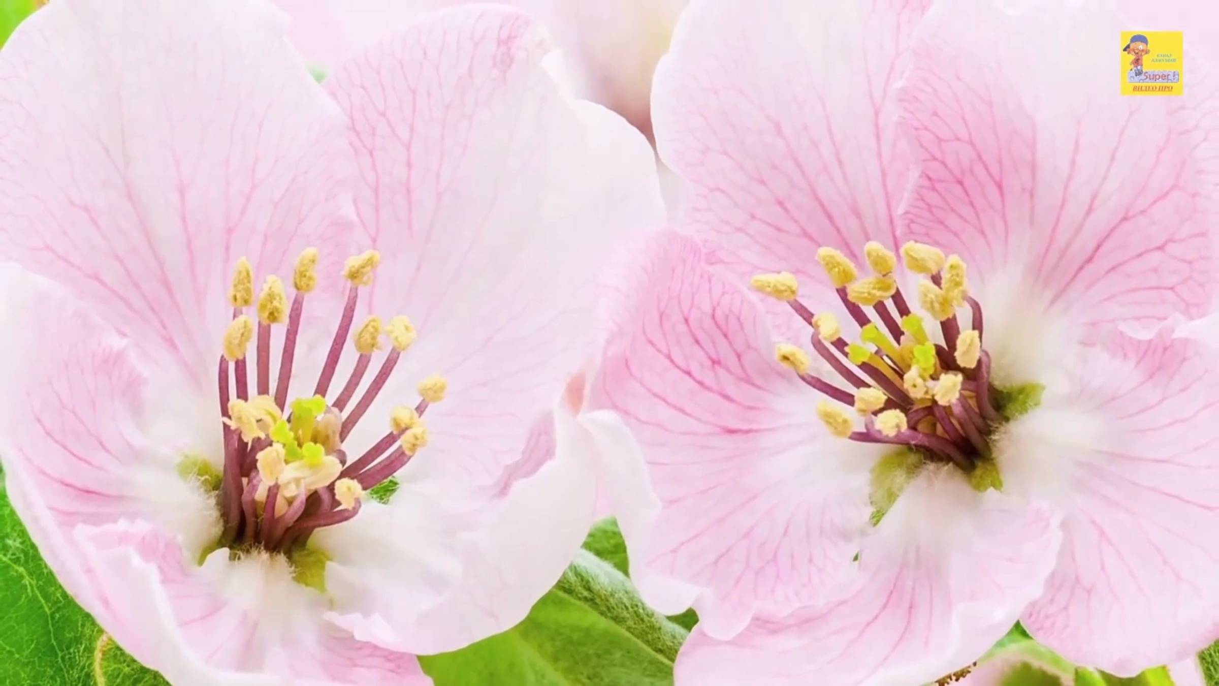 Цветущие цветы