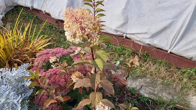 Что с фезалисом?Как сохранить бесшипую ежевику?Осенние дела на даче