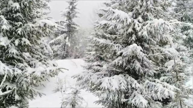 Vasilii CECEGOV - Белый ветер (детский вокал)