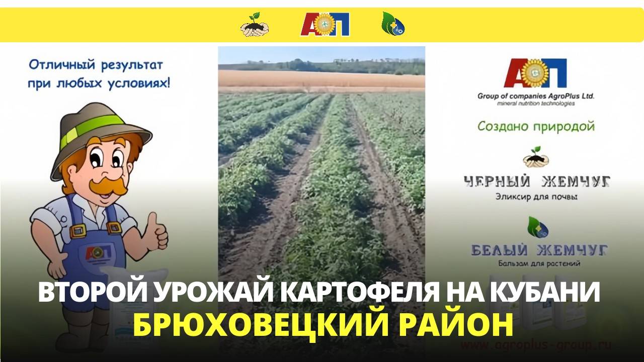Картофель второго срока посадки в Брюховецком районе Краснодарского края с удобрениями ЧЖ и БЖ