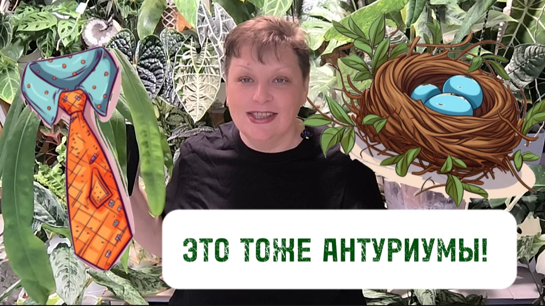 Неделя антуриумов. АНТУРИУМЫ, НЕ ПОХОЖИЕ НА АНТУРИУМЫ. 05-11-2025
