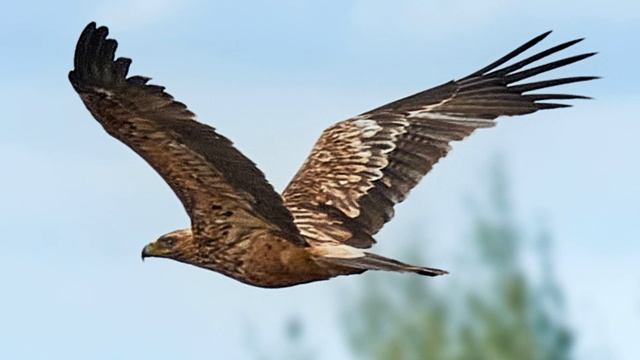 Вещание Гамаюна 2. Могильник 2025