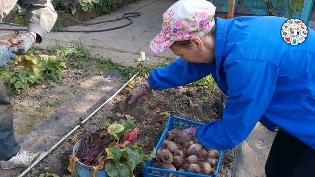 Уборка корнеплодов сад огород квартира постоянного проживания АРДИ Свет