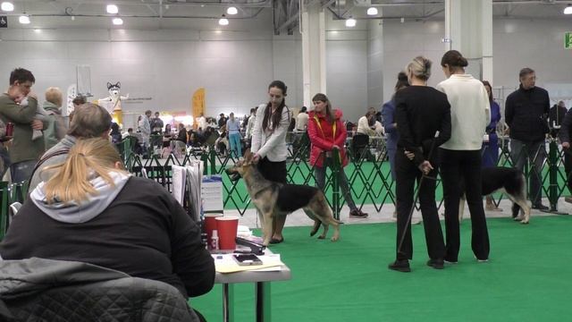 Стивит Армаст Шок Кирра