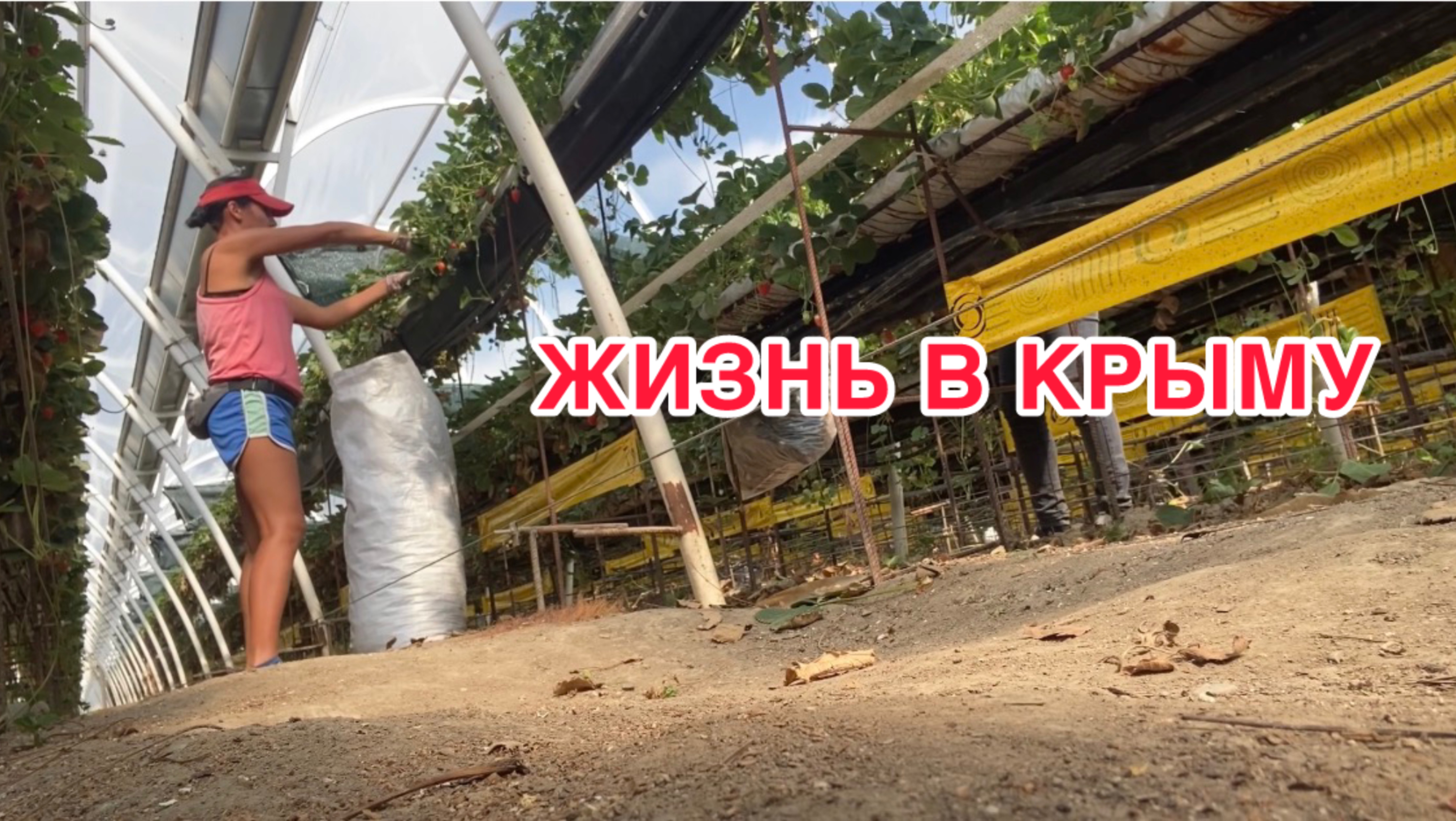 Работа в теплице / Субботнее застолье 😋