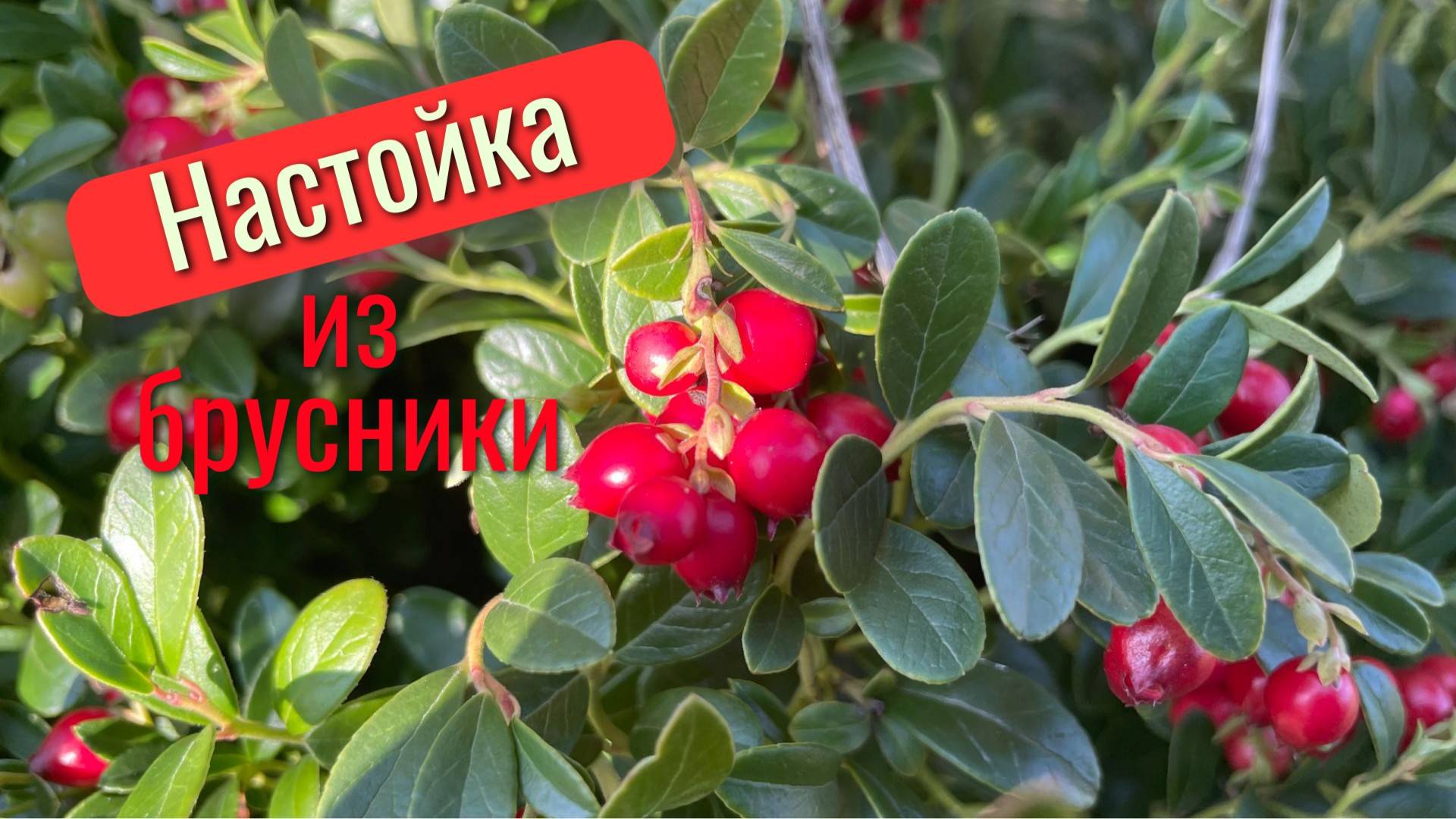 Настойка из брусники