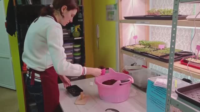 Посадка микрозелени Тула маленькая страна
