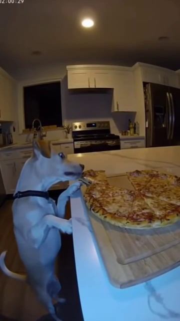 Собака заказала себе пиццу