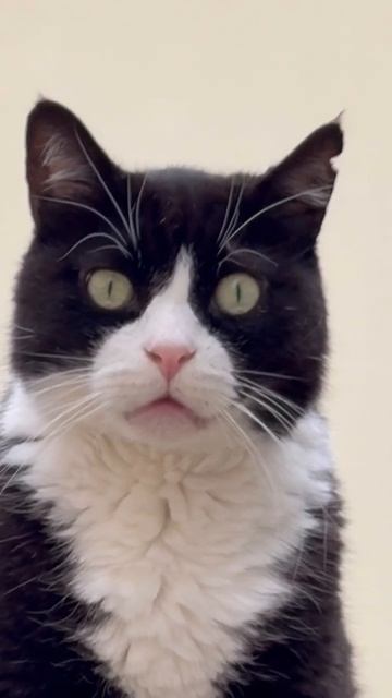 Миленькие котики 🐈