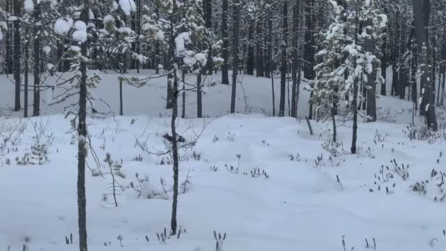 #ПРОМЫСЛОВИКИ ВЫПУСК 16 // ЧАСТЬ 2// КЕТСКАЯ СКАЗКА ПРО РЯБЧИКА // ПОИСК ПРОПАВШЕГО СОБОЛЯ