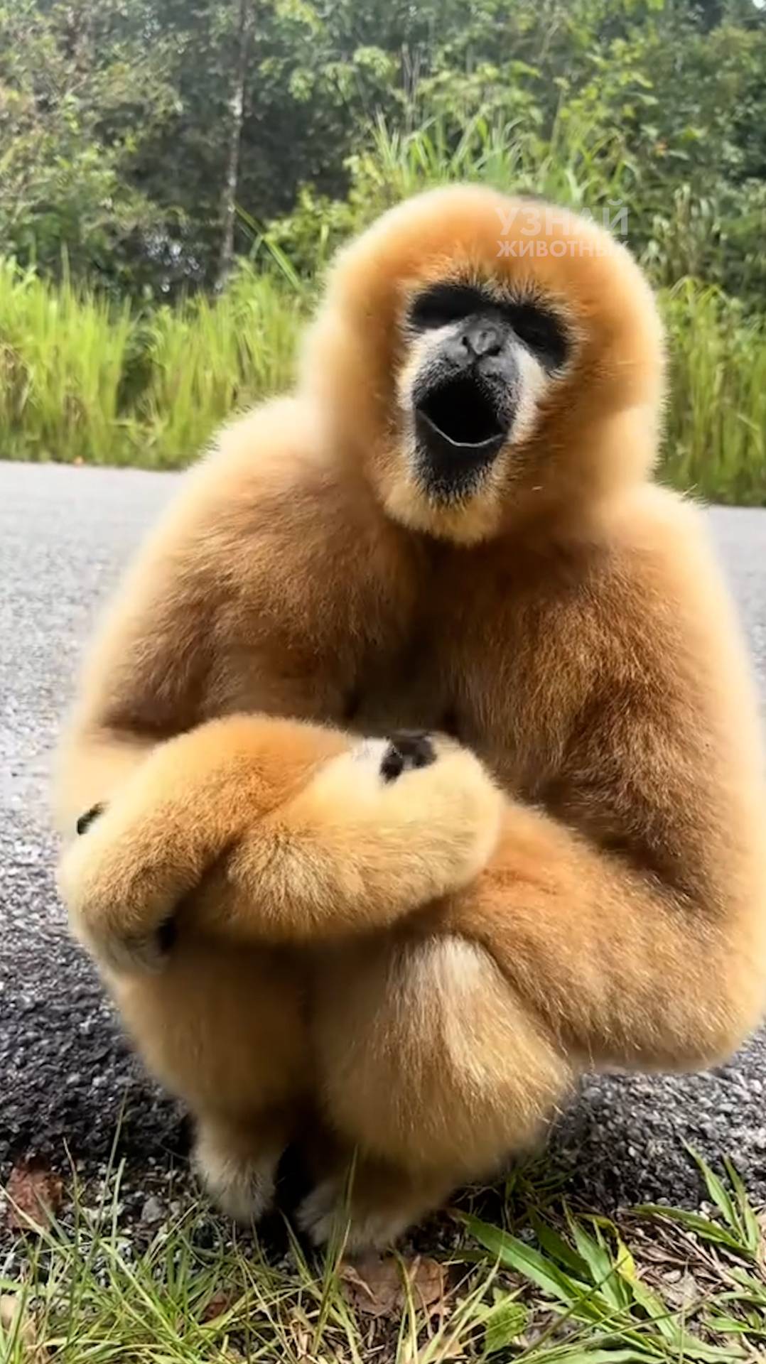 Радуется или переживает?