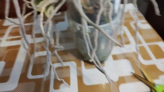 Вредители на орхидеях 🕷️🕷️🕷️🆘🆘🆘 😭😭😭