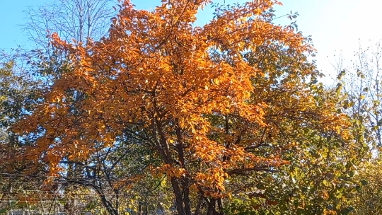 05-11-2025 Пересадила пираканту Основную работу сделали к зиме готовы