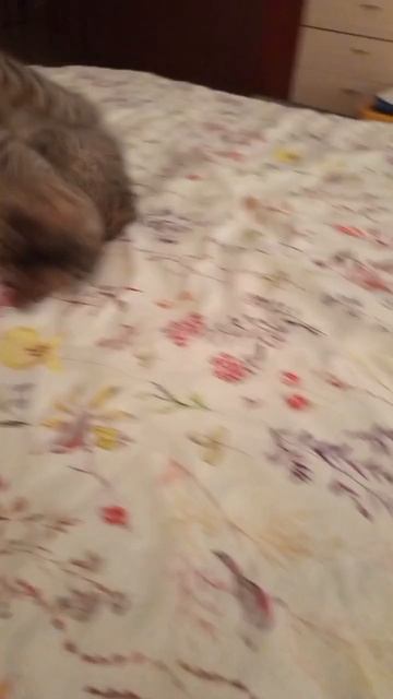 пенсионерка в маразме