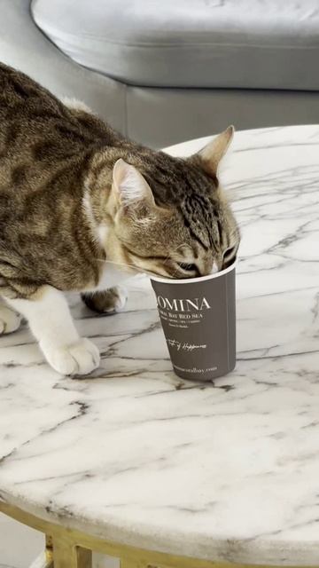 египетский кошак