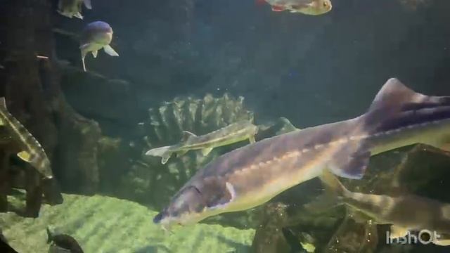 Поездка в Московский океанариум на ВДНХ