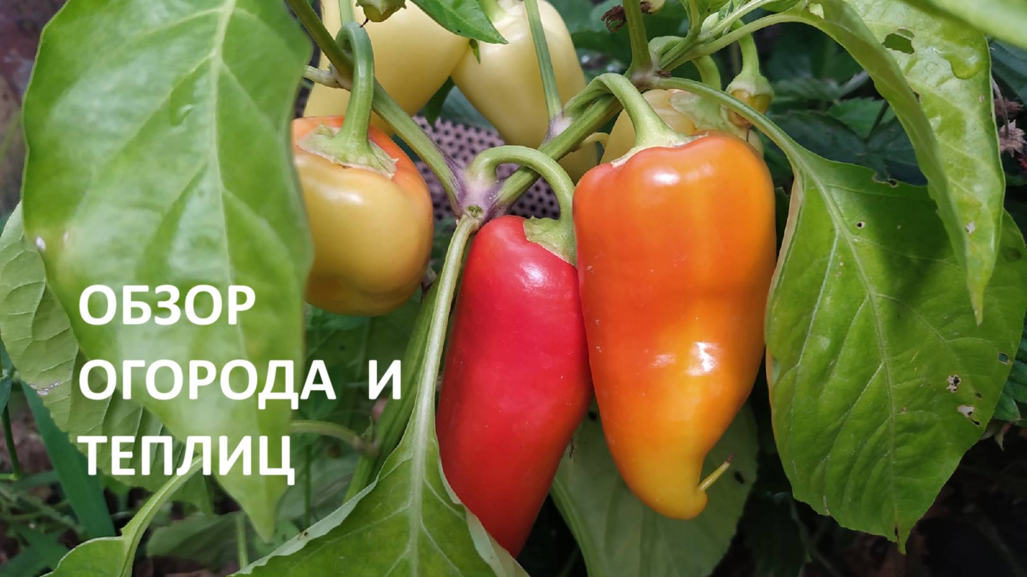 Что растет на моем огороде и  в теплицах  в начале июля.