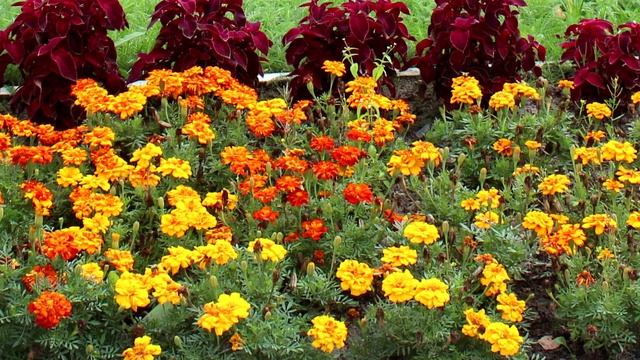 Благоустройство территории Гусевский ДСО