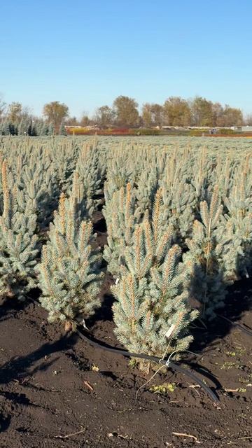 Осеннее солнце в полях