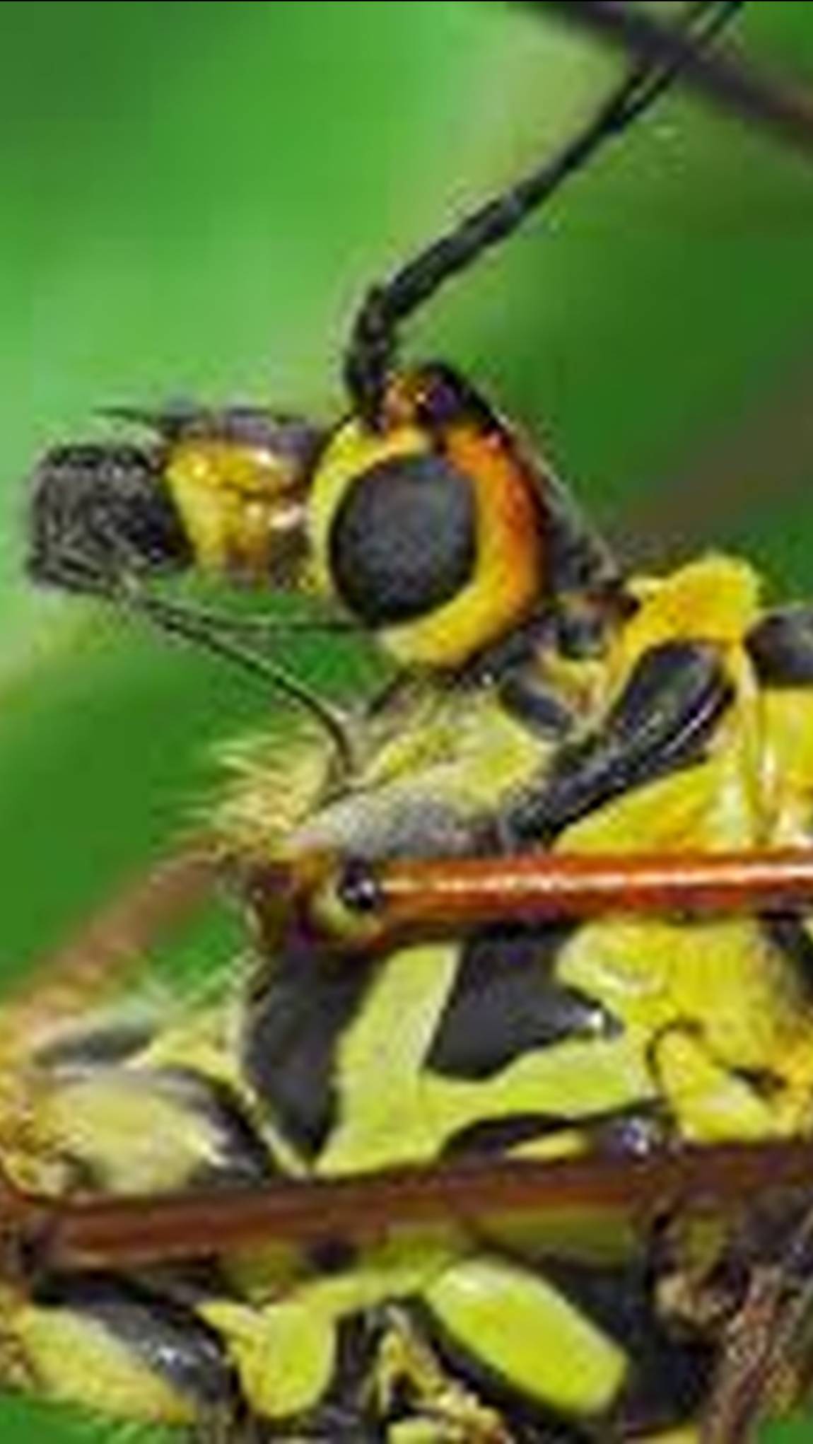 Долгоножка - опасна для человека или нет?