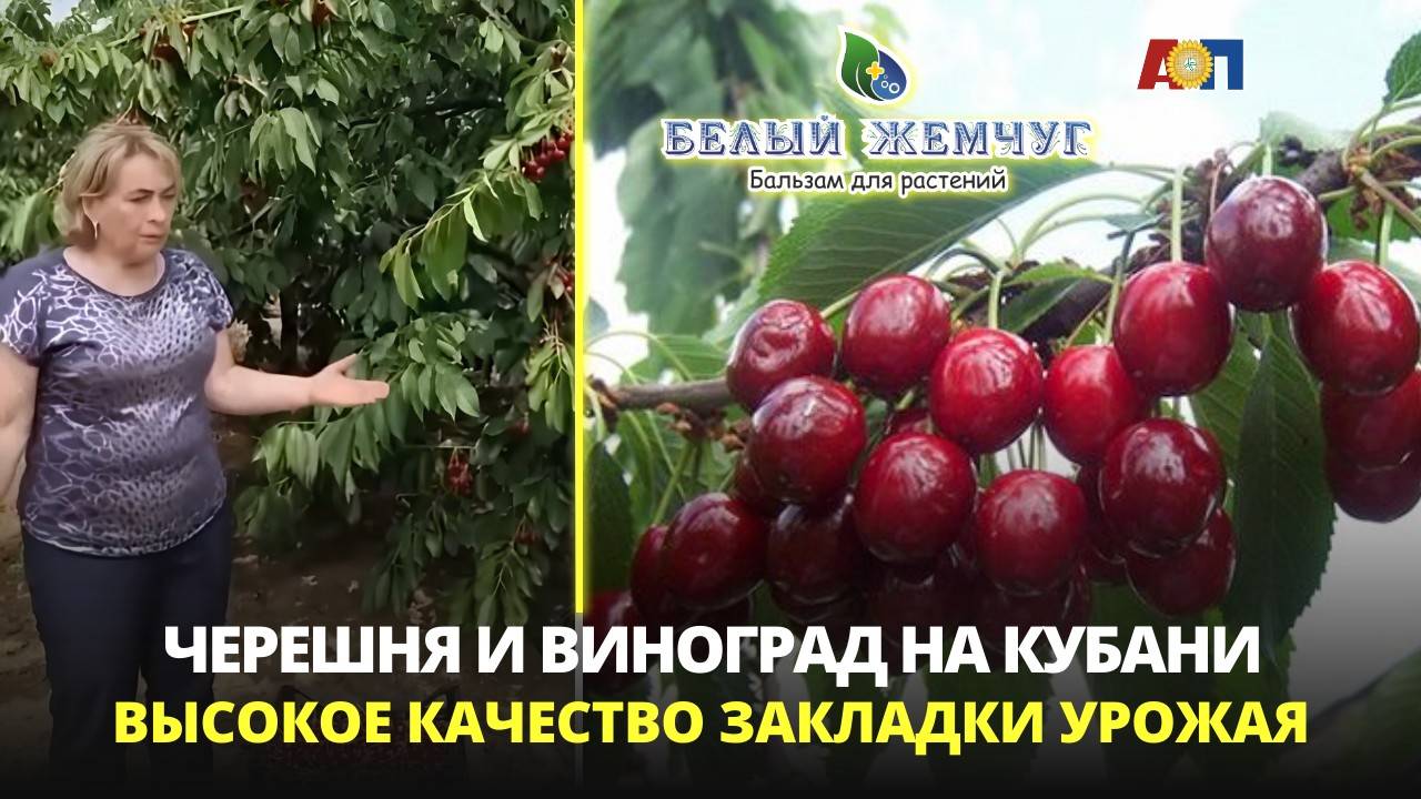 Высокое качество урожая черешни и закладка гроздей винограда с удобрениями Белый Жемчуг Дрип Са+ Mg