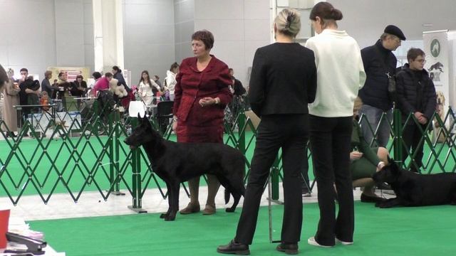 Омская Дружина Цвет Цунами