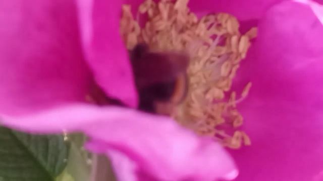 пчелы шмели ЦВЕТЫ симметрии красоты жизнь ПЧЕЛЫ -дорога цветов