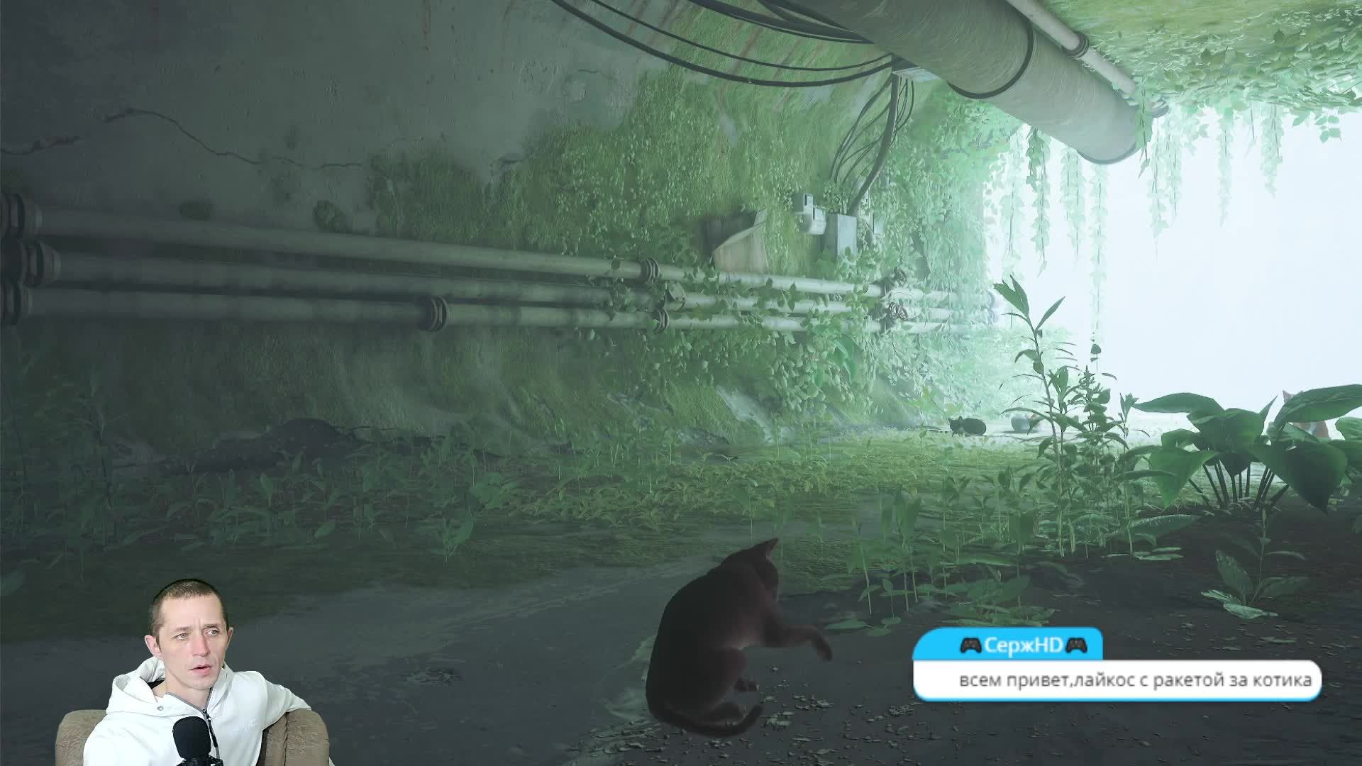 PS5.Stray. Постапокалипсис-Котик ищет новый дом.