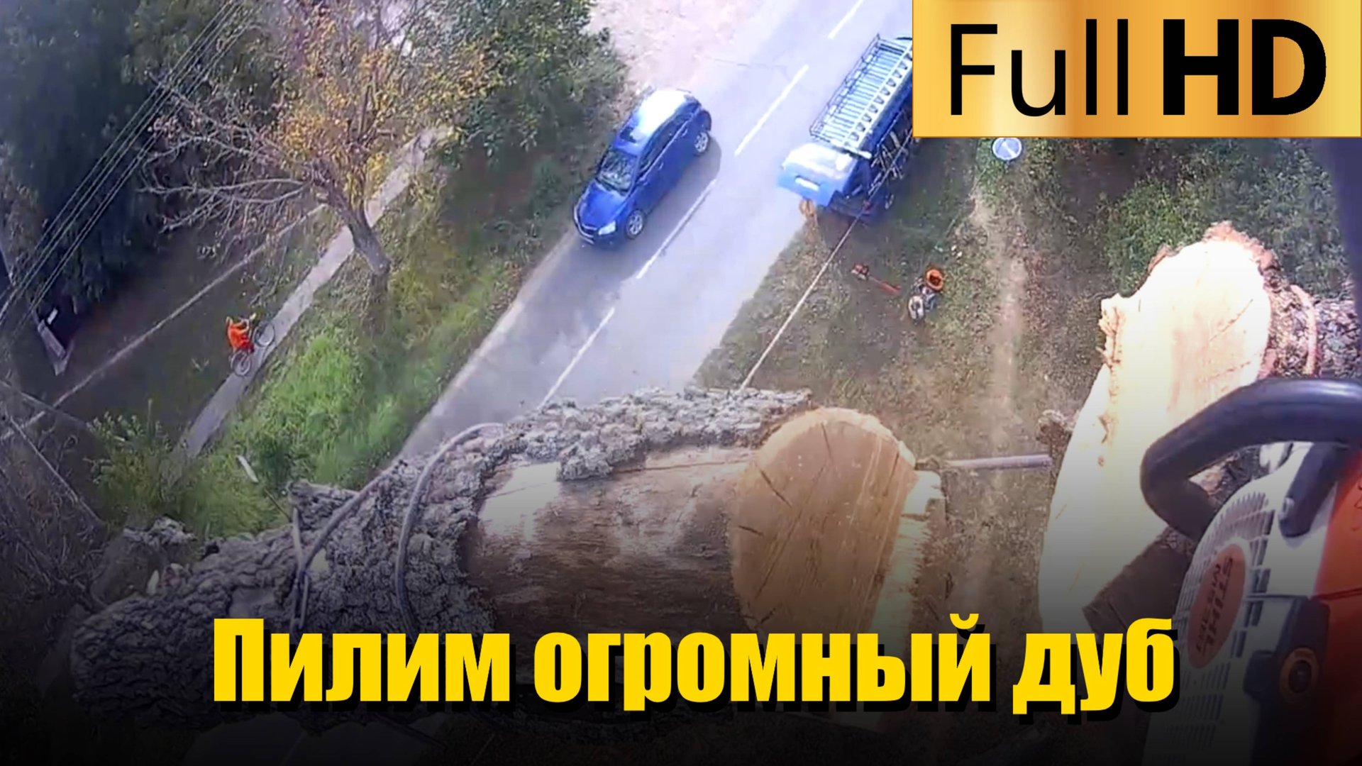 Пилим огромный дуб диаметром целых 2 метра | Часть 1 | Спил деревьев в Абинске