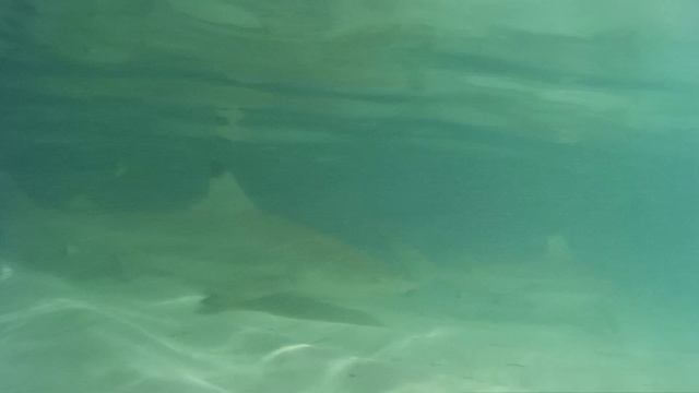Манта и акулы ночью у берега  @ Canareef Resort Maldives,  2022