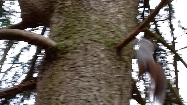 Белки ищут орешки, которые спрятали в листве, лесопарк" Бицевский лес, они ждут угощения от прохожих