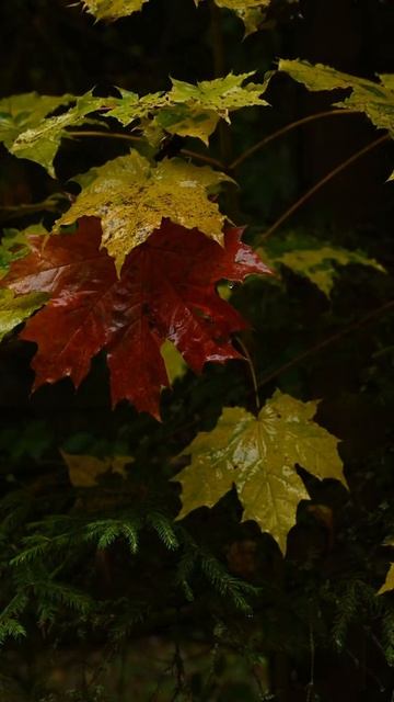 Осень 🍁 #моибудни