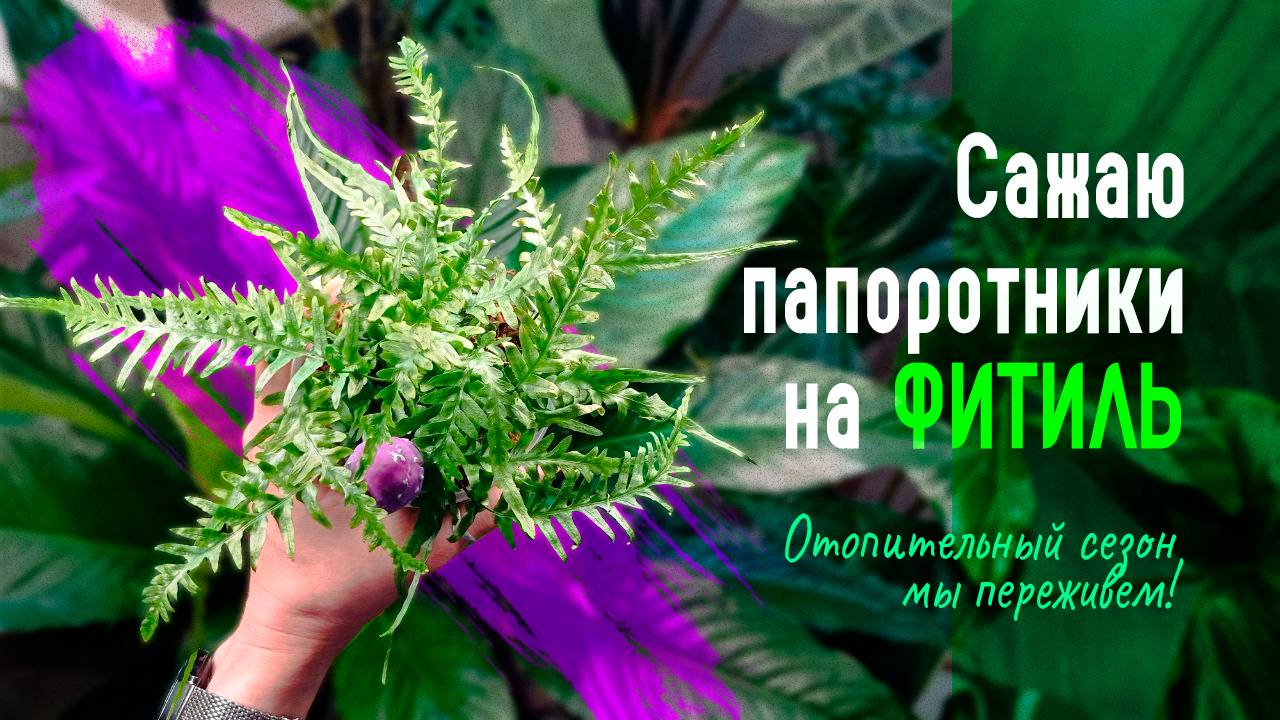 Как не допустить пересыхания ПАПОРОТНИКА? Фитильный полив — ваш выбор!