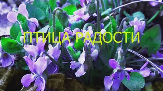 ИГОРЬ ПШЕНИЧНЫХ. Птица Радости. Владивосток.